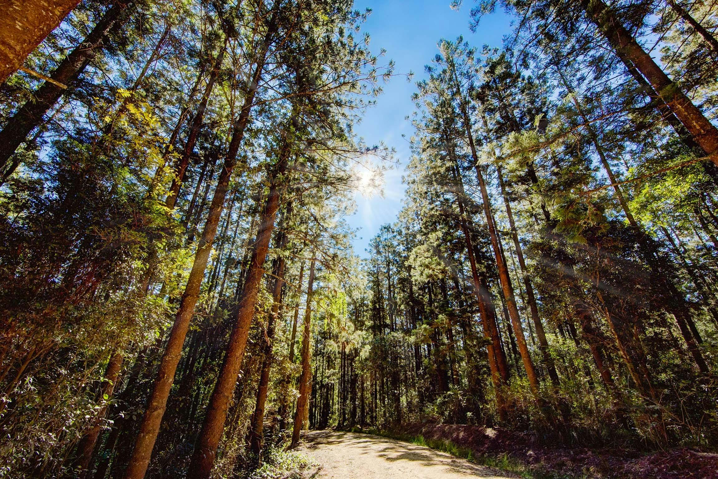 Mount Mee Forest Reserve