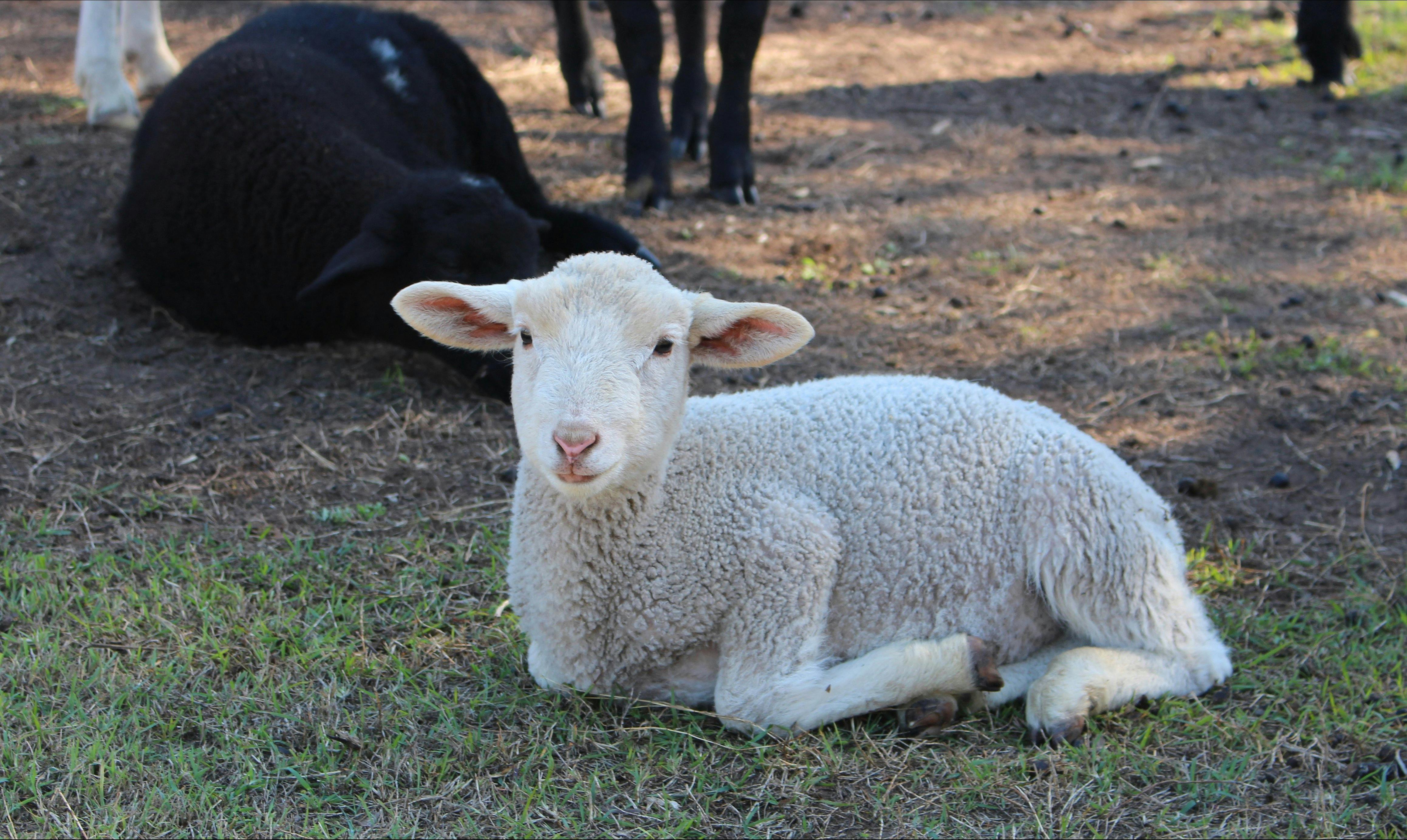 Haigslea EWE Nique Hobby Farm