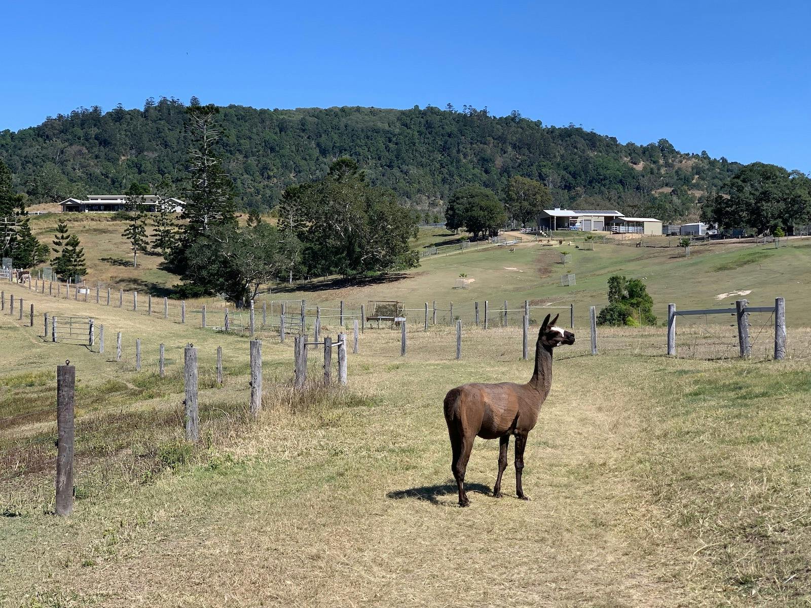 The Llama Farm