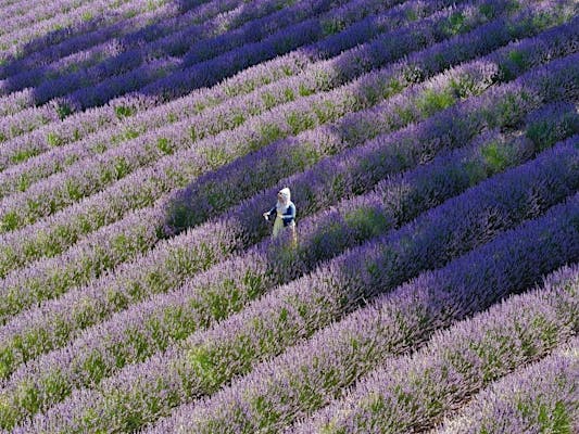 Hahndorf Lavender Estate Farm - Paechtown, Attraction | South Aus...