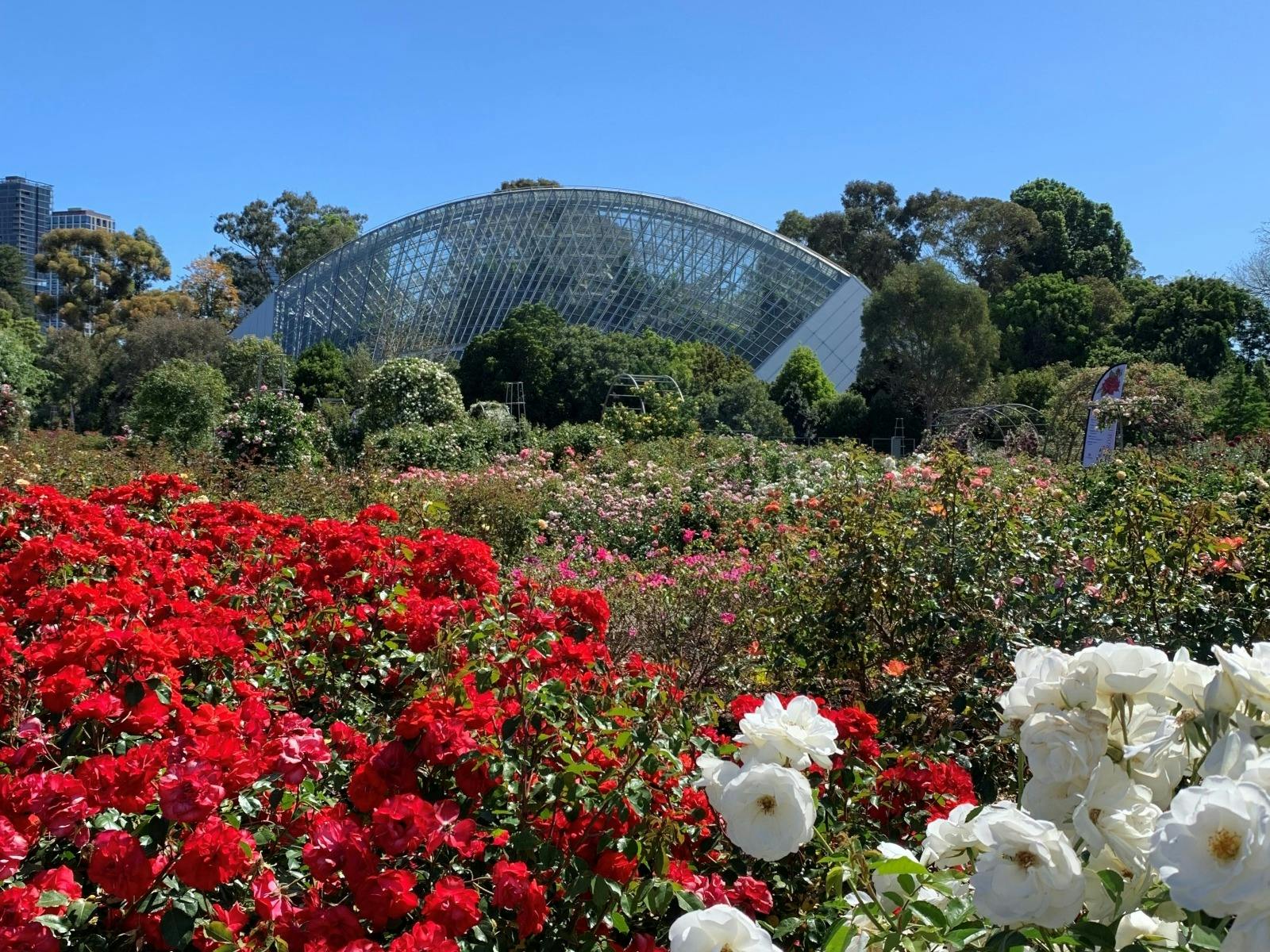 International Rose Garden - Adelaide, Attraction | South Australia
