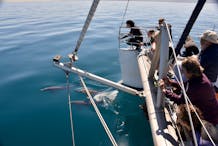 Temptation Sailing - Adelaide, Tour | South Australia