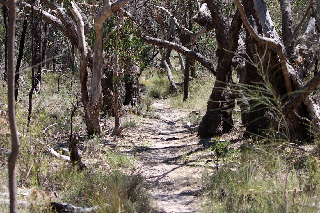 Mount Crawford Walking Trails - Mount Crawford, Attraction | Sout...