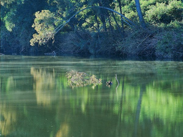 Benarkin State Forest | Attractions | Queensland