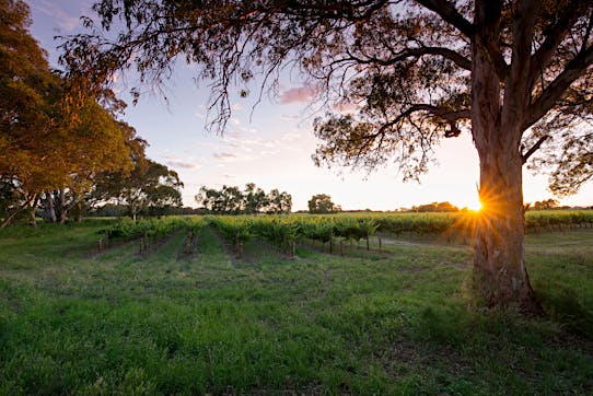 Bleasdale Wines - Langhorne Creek, Food and Drink