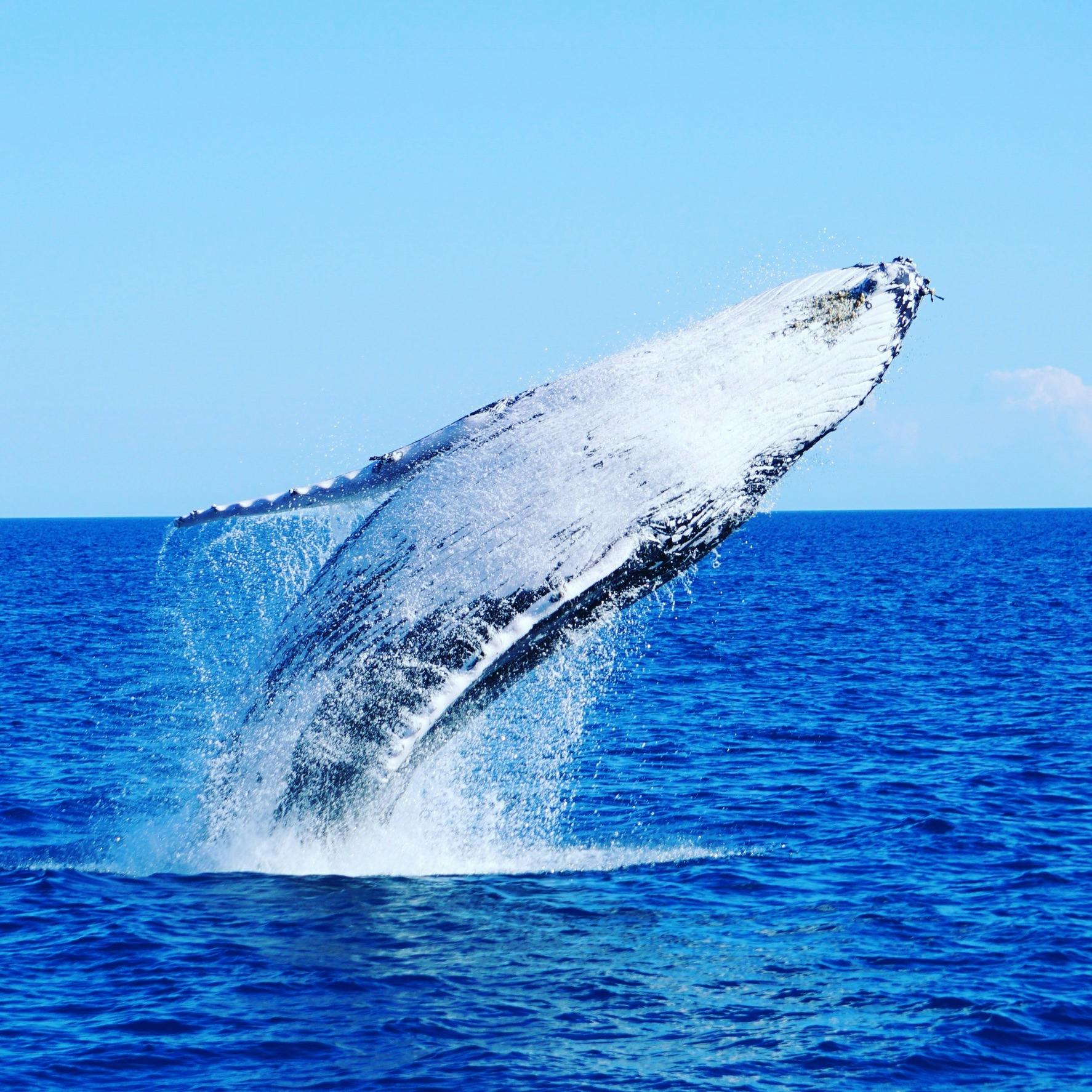 Aria Cruises - Gold Coast in Southport - The Fold: Your Guide to ...