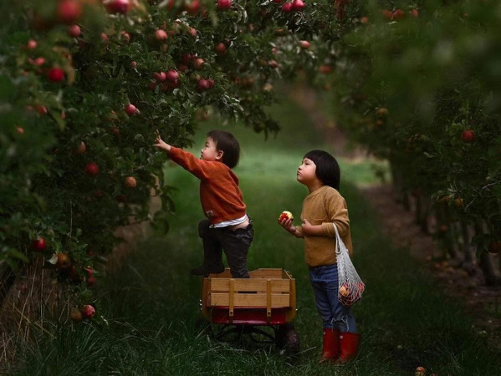 At Lenswood Pick Your Own Apples - Lenswood, Attraction | South A...