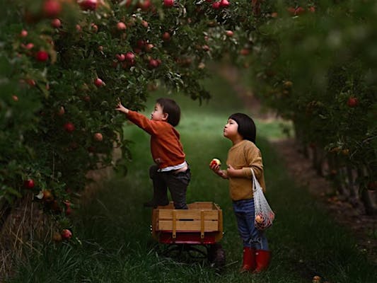 At Lenswood Pick Your Own Apples - Lenswood, Attraction | South A...