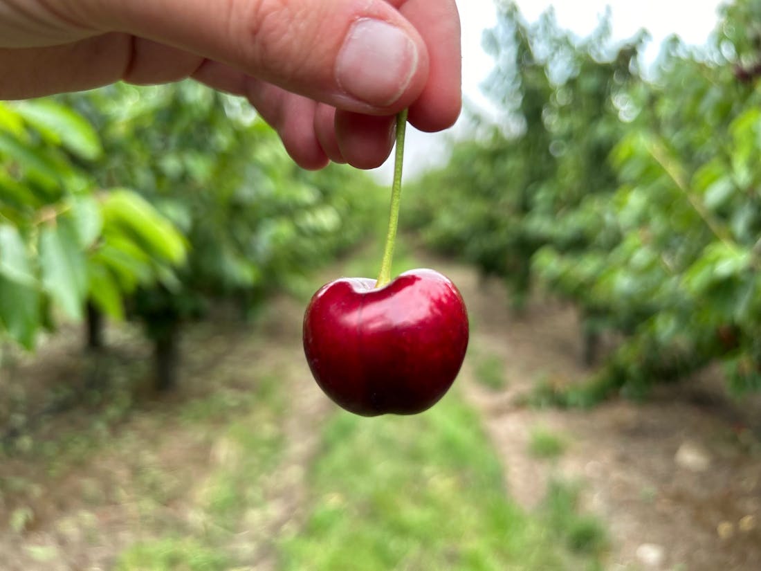 @Birdwood Pick Your Own Cherries - Birdwood, Attraction | South A...