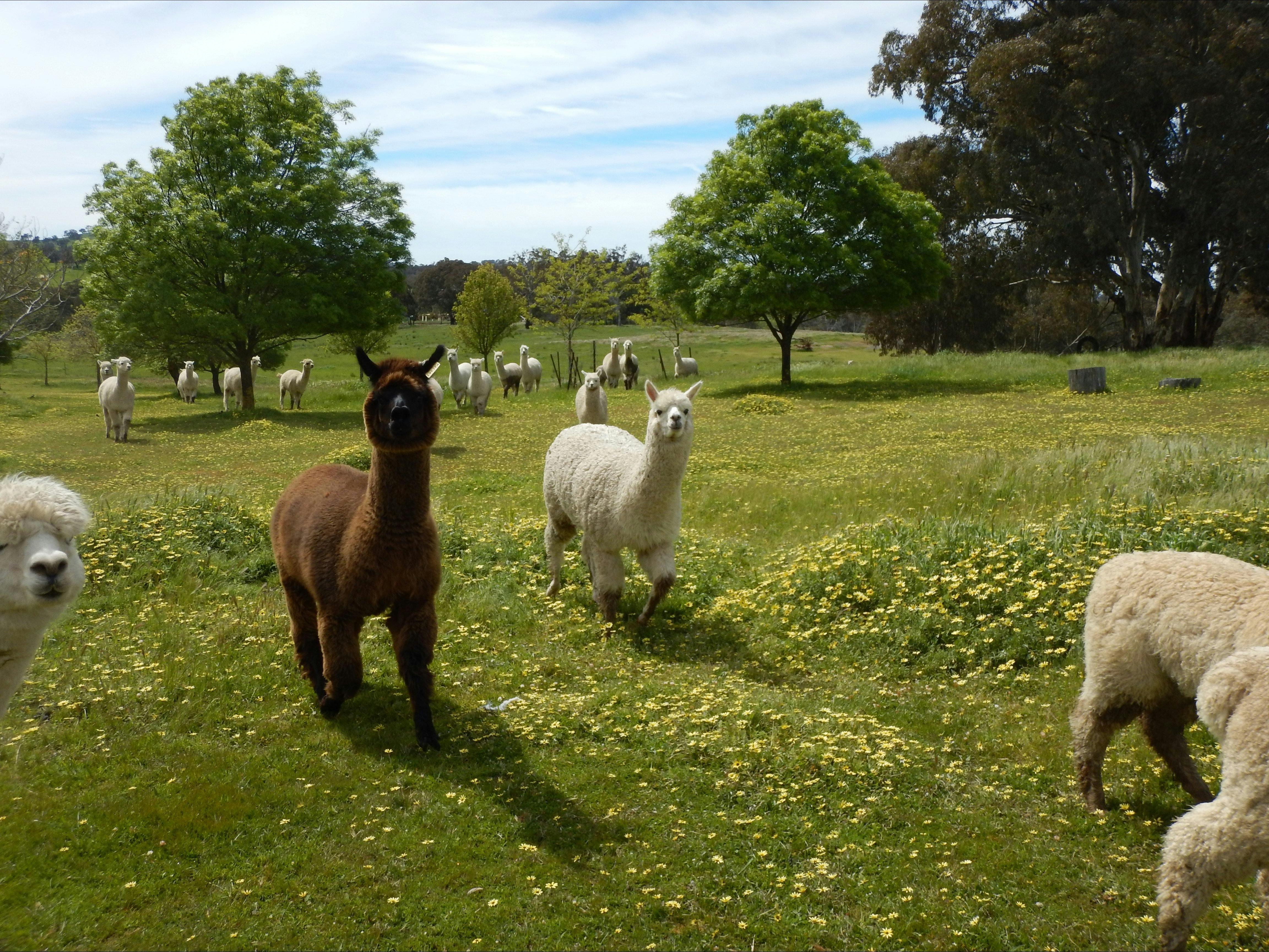 Clearview Alpacas | Sydney, Australia - Official Travel & Accommodation ...