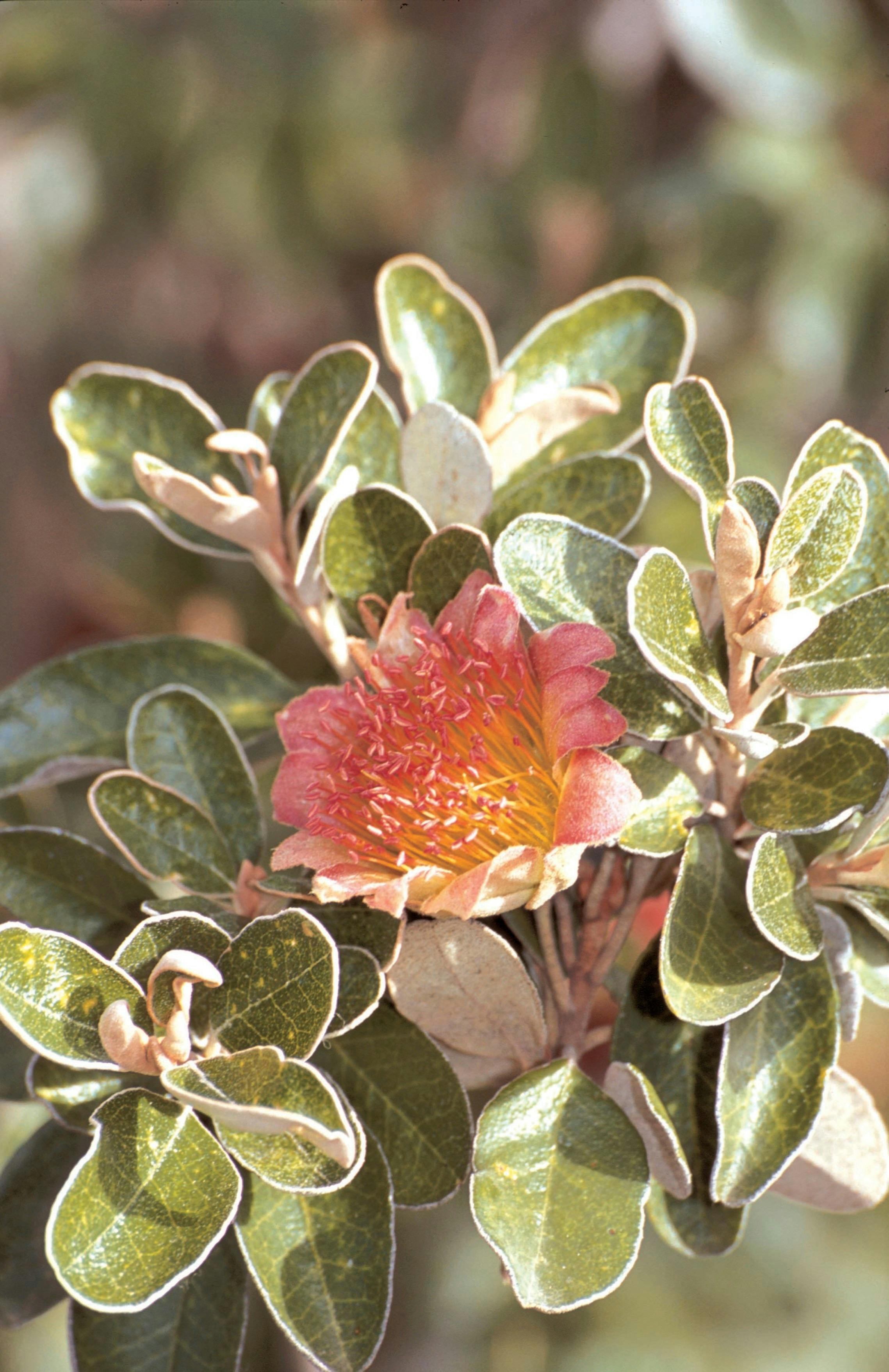 Pilbara Wildflower Trail in Exmouth - The Fold: Your Guide to ...