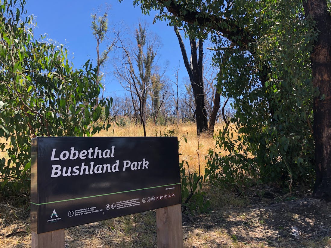 Lobethal Bushland Park - Lobethal, Attraction | South Australia