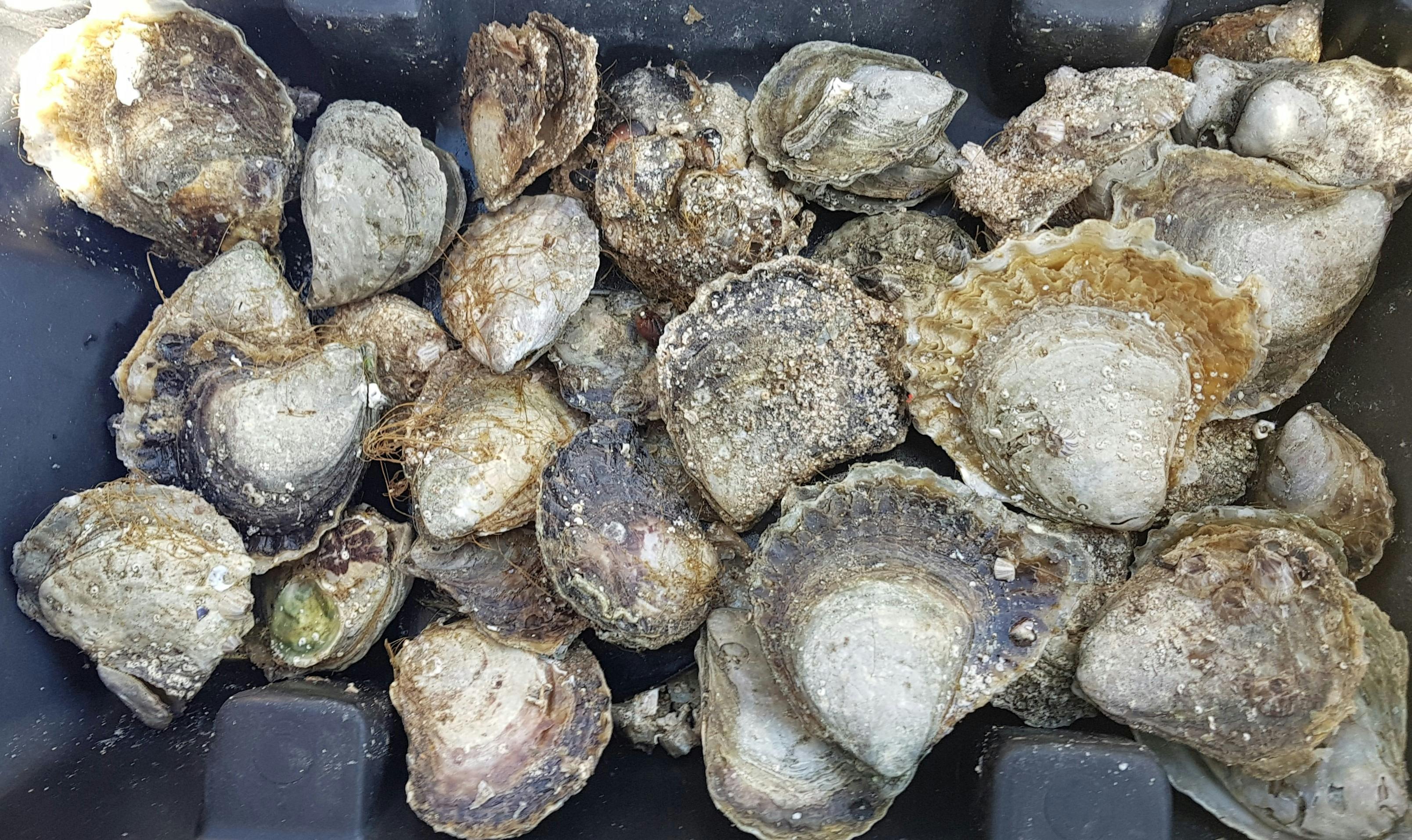 Windara Reef - Ardrossan, Attraction | South Australia