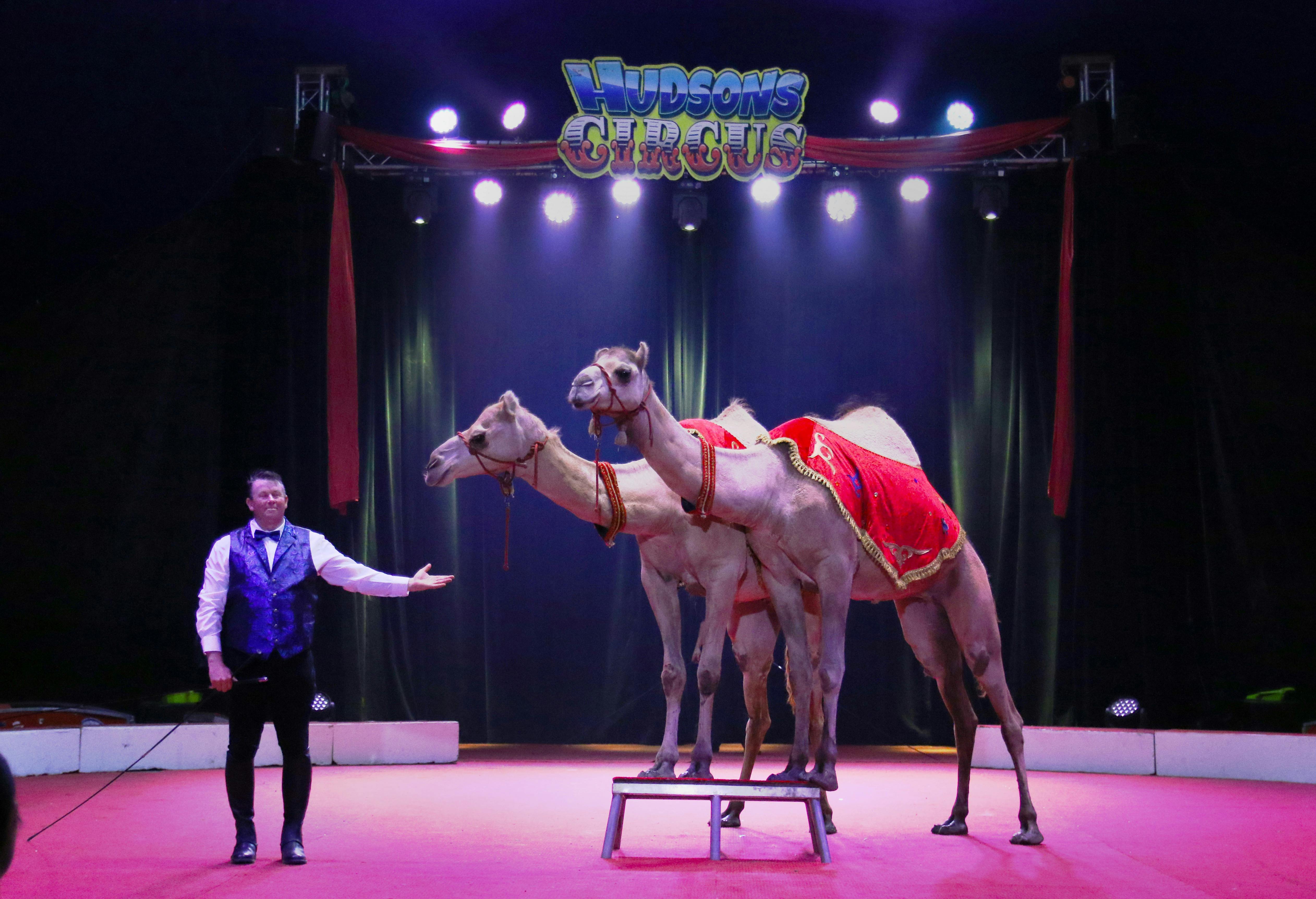 Hudsons Circus - North Lakes