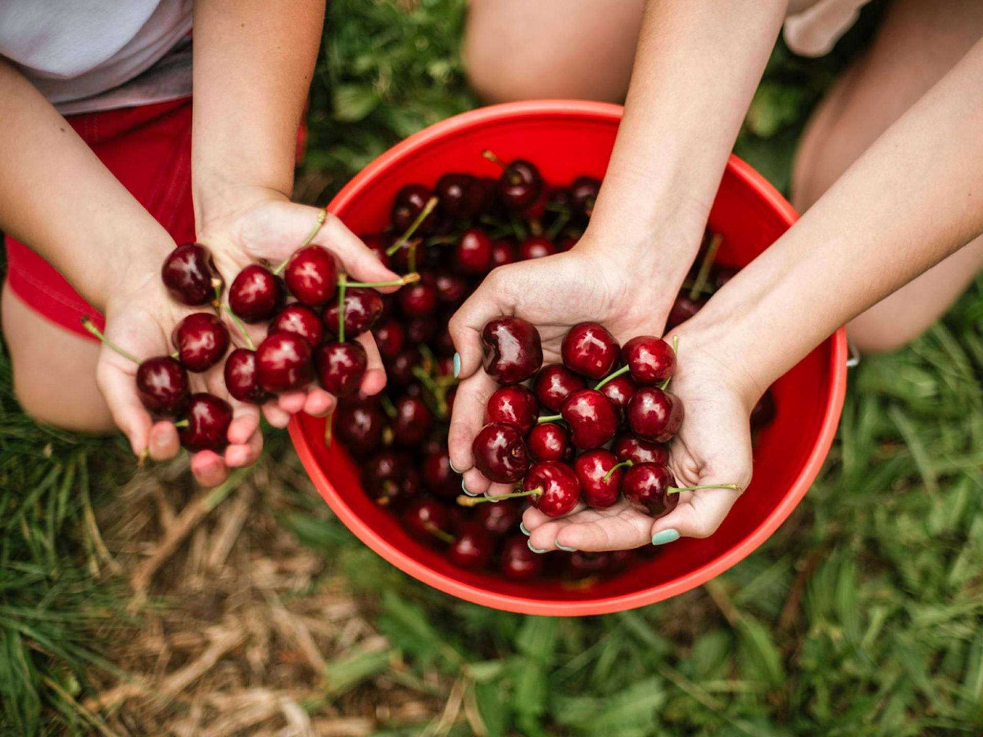 Cherry Picking at CherryHill Orchards - Coldstream in Coldstream - The Fold: Your Guide to ...