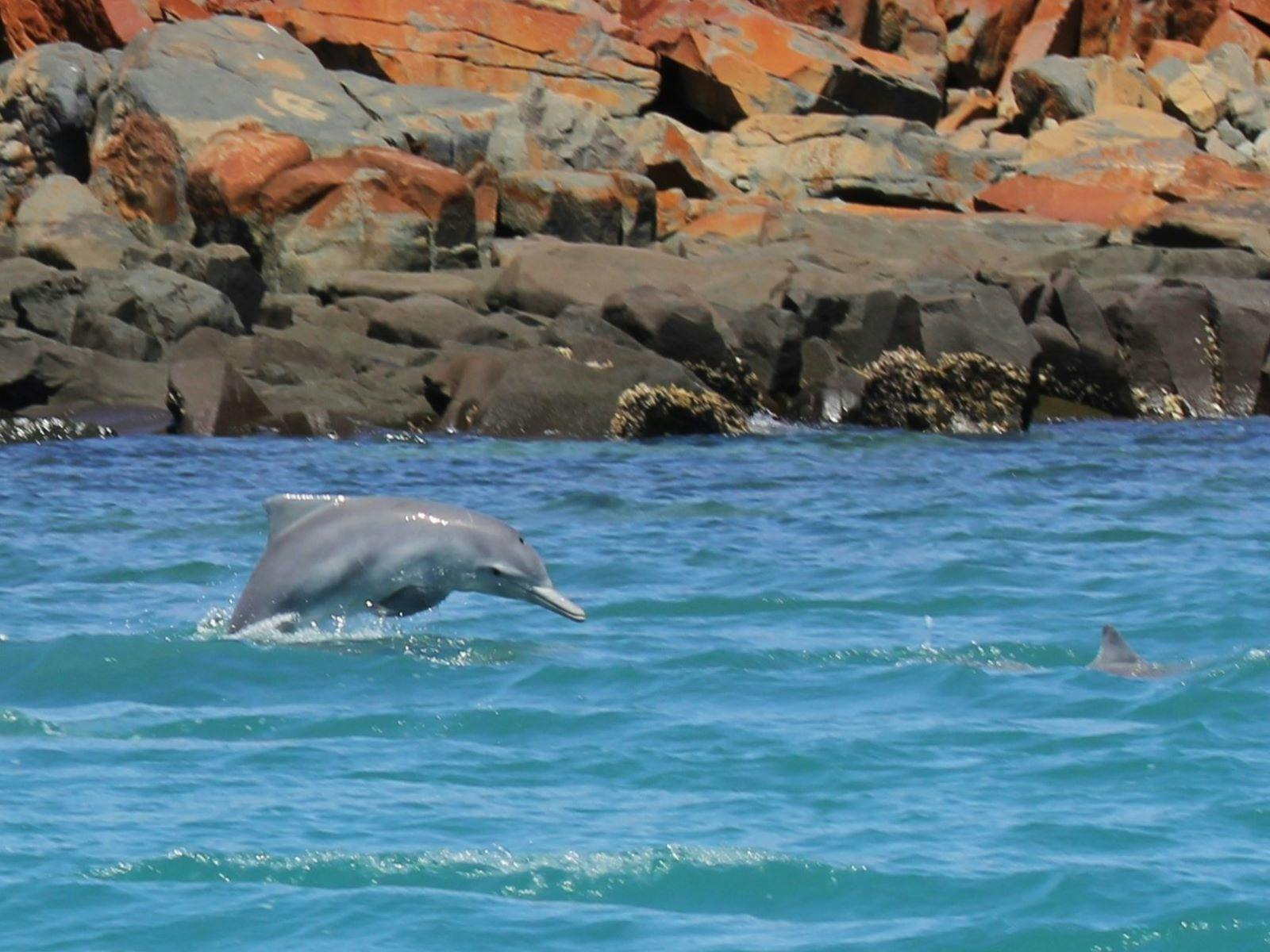 Pilbara Dive and Tours in Dampier - The Fold: Your Guide to Everything ...