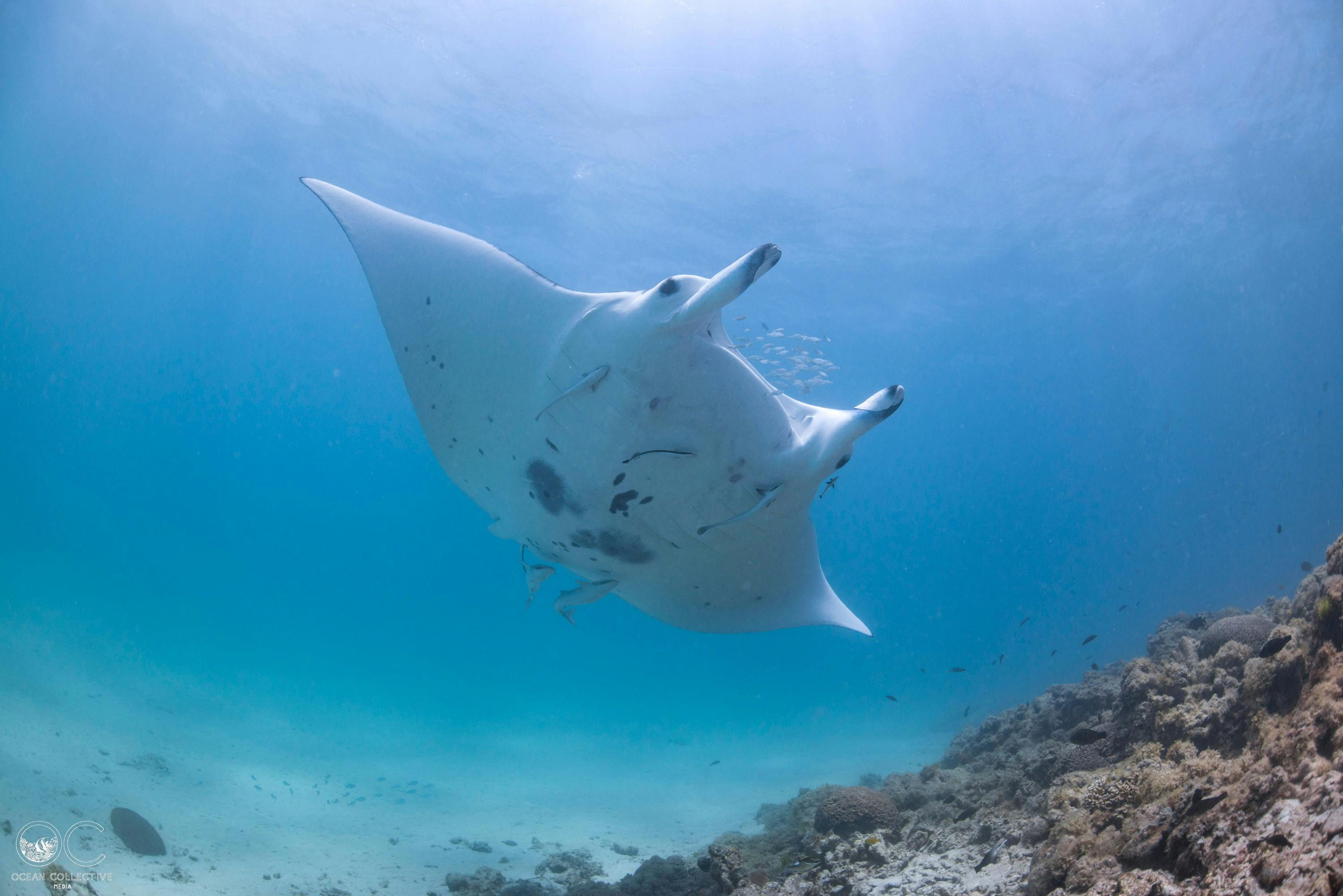 Ningaloo Coral Bay Boats in Coral Bay - The Fold: Your Guide to ...