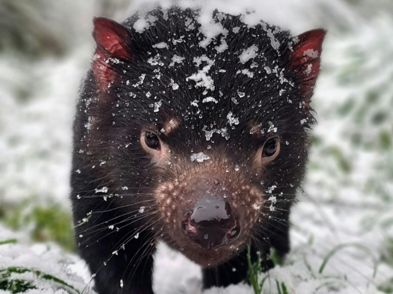 Devils@Cradle | Family and kids | Discover Tasmania