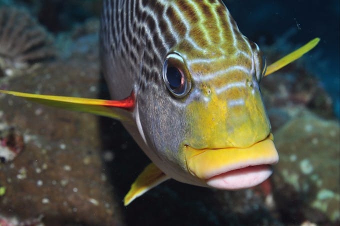 How To Dive, Snorkel & Explore The GBR | Cairns & Great Barrier Reef