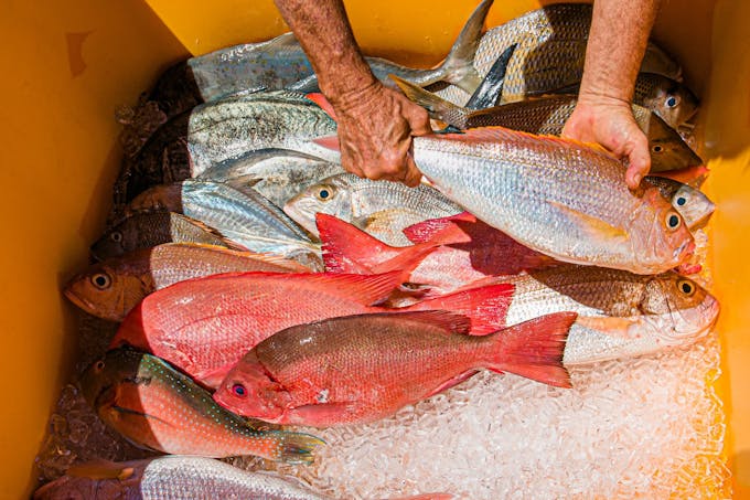 Innisfail Seafood | Cairns & Great Barrier Reef