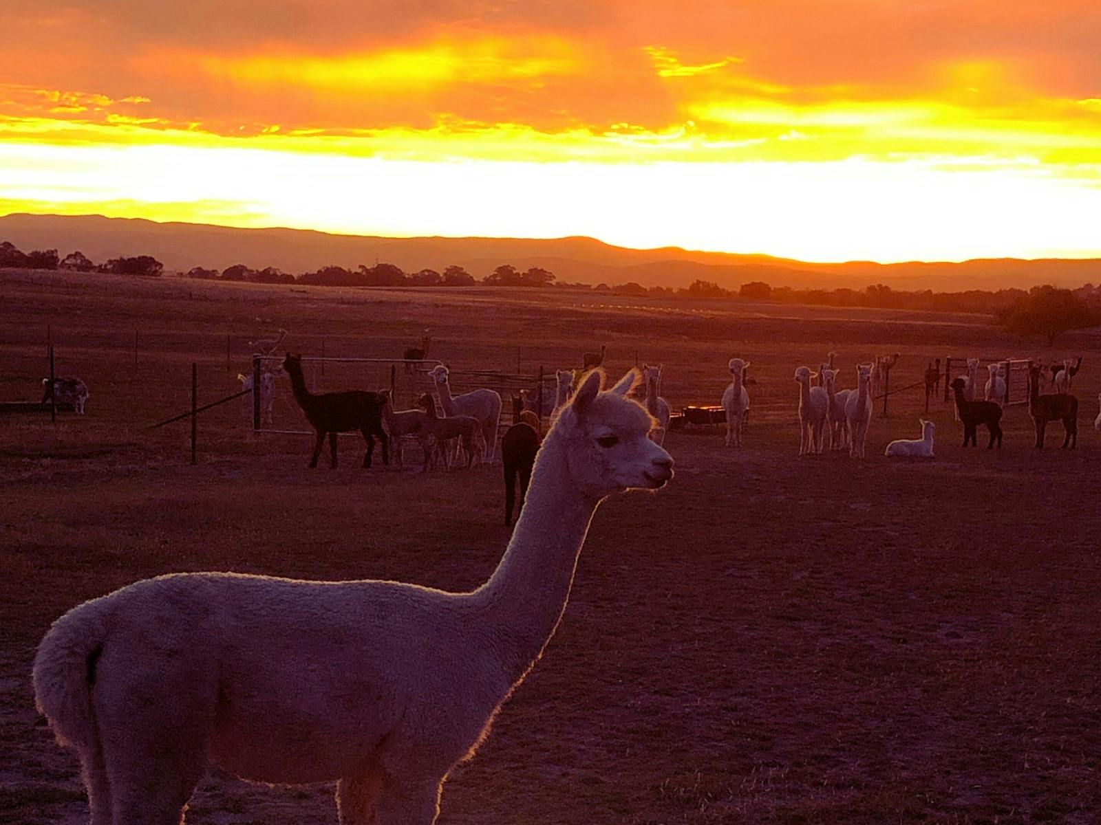 Alpaca Farm Tour | NSW Holidays & Accommodation, Things to Do ...