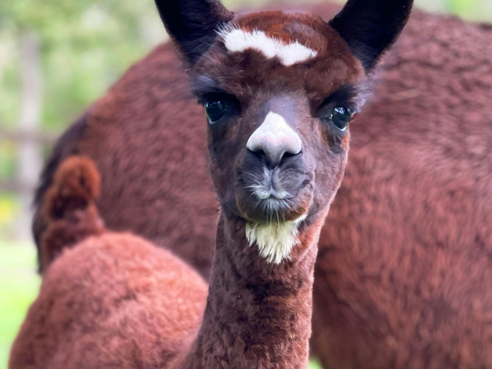 Mountview Alpaca Farm