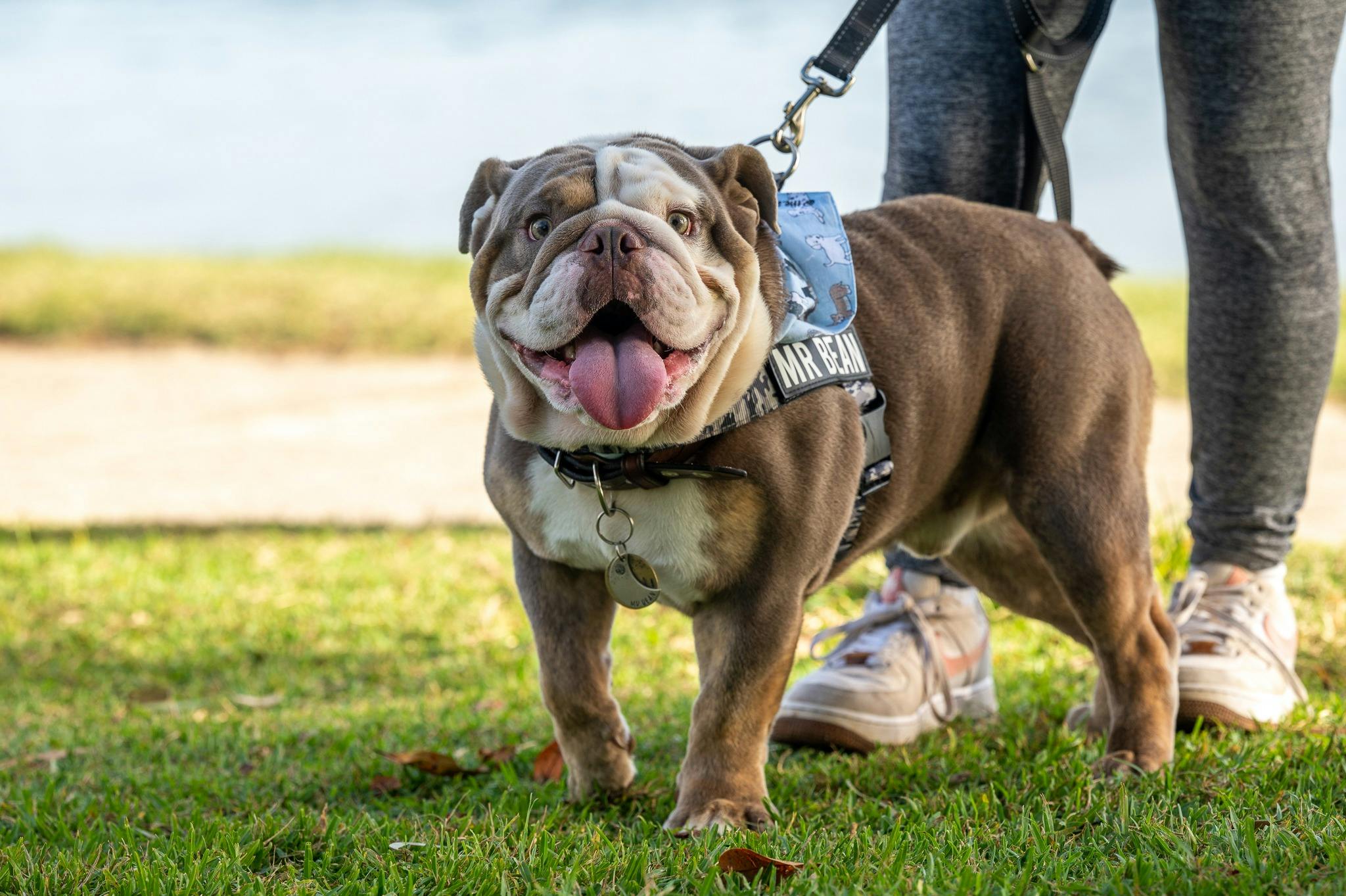 A Dog's Life Pet Expo | Visit Sunshine Coast