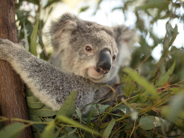 Paradise Country | Attractions | Queensland