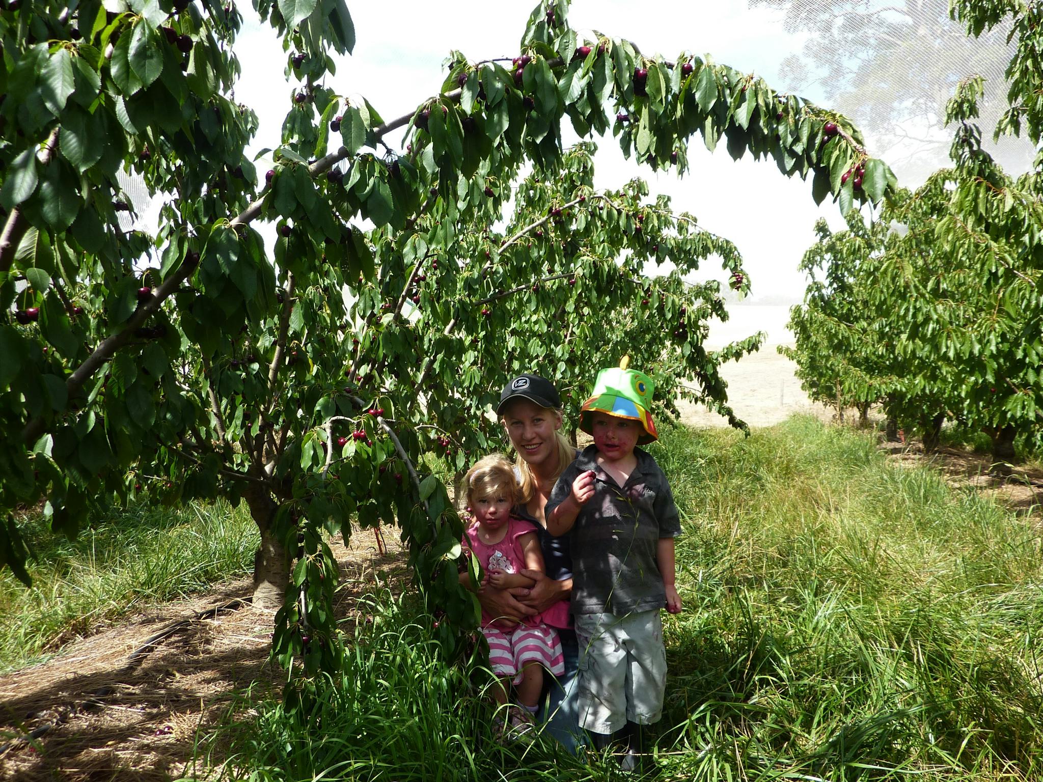 Harben Vale Pick Your Own Cherries | Browse and Book Nearby Caravan Parks