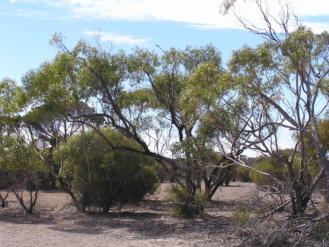 Calpatanna Waterhole Conservation Park - Yanerbie, Attraction | S...