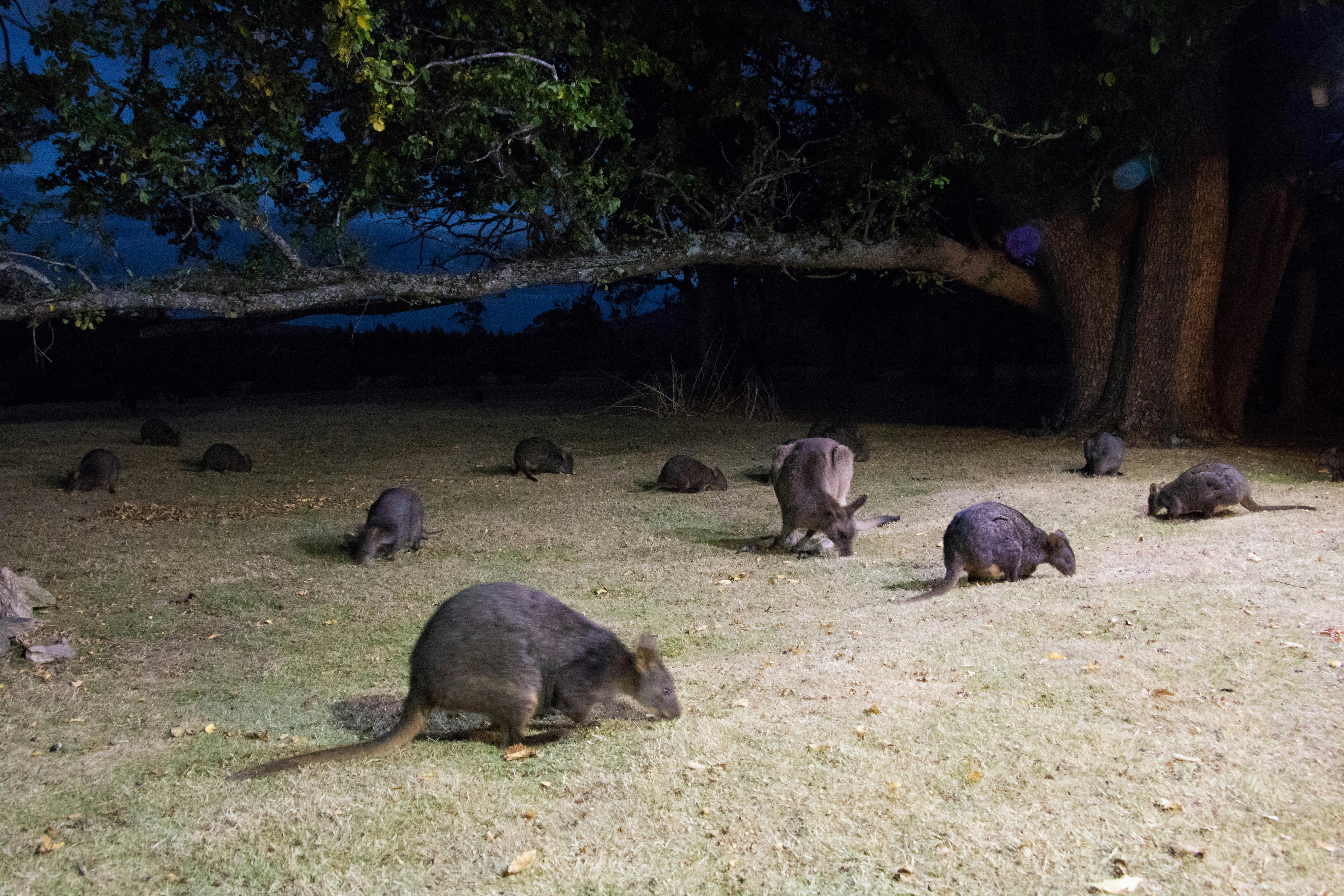 Bushies Feathers, Fur and Forests Tour | Tour | Discover Tasmania