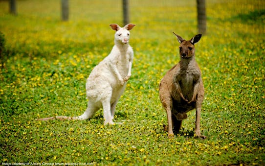 Bordertown Wildlife Park - Bordertown, Attraction | South Australia