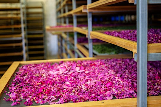 Jurlique Farm Tours & Experiences - Biggs Flat, Tour | South Australia