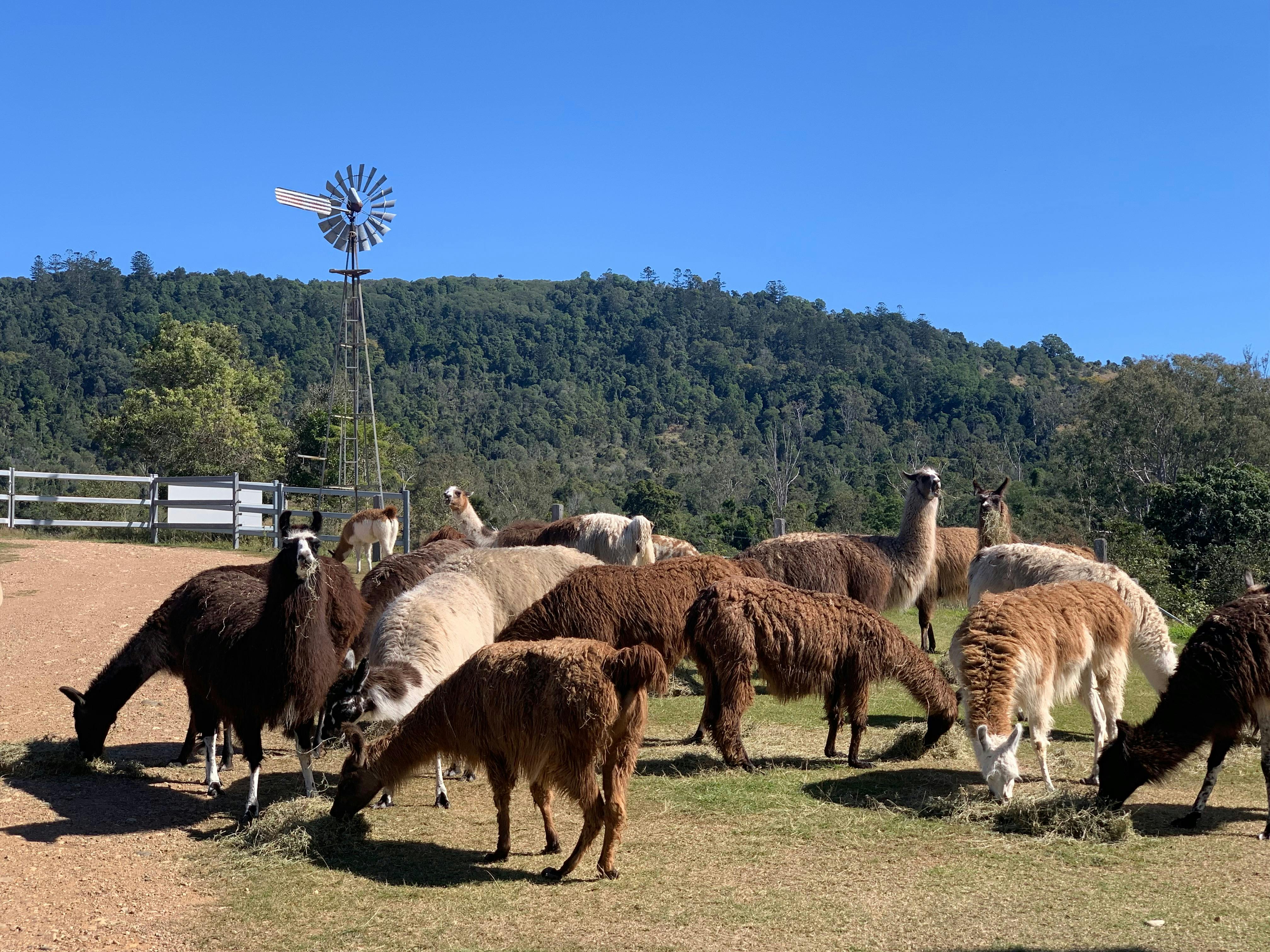 The Llama Farm