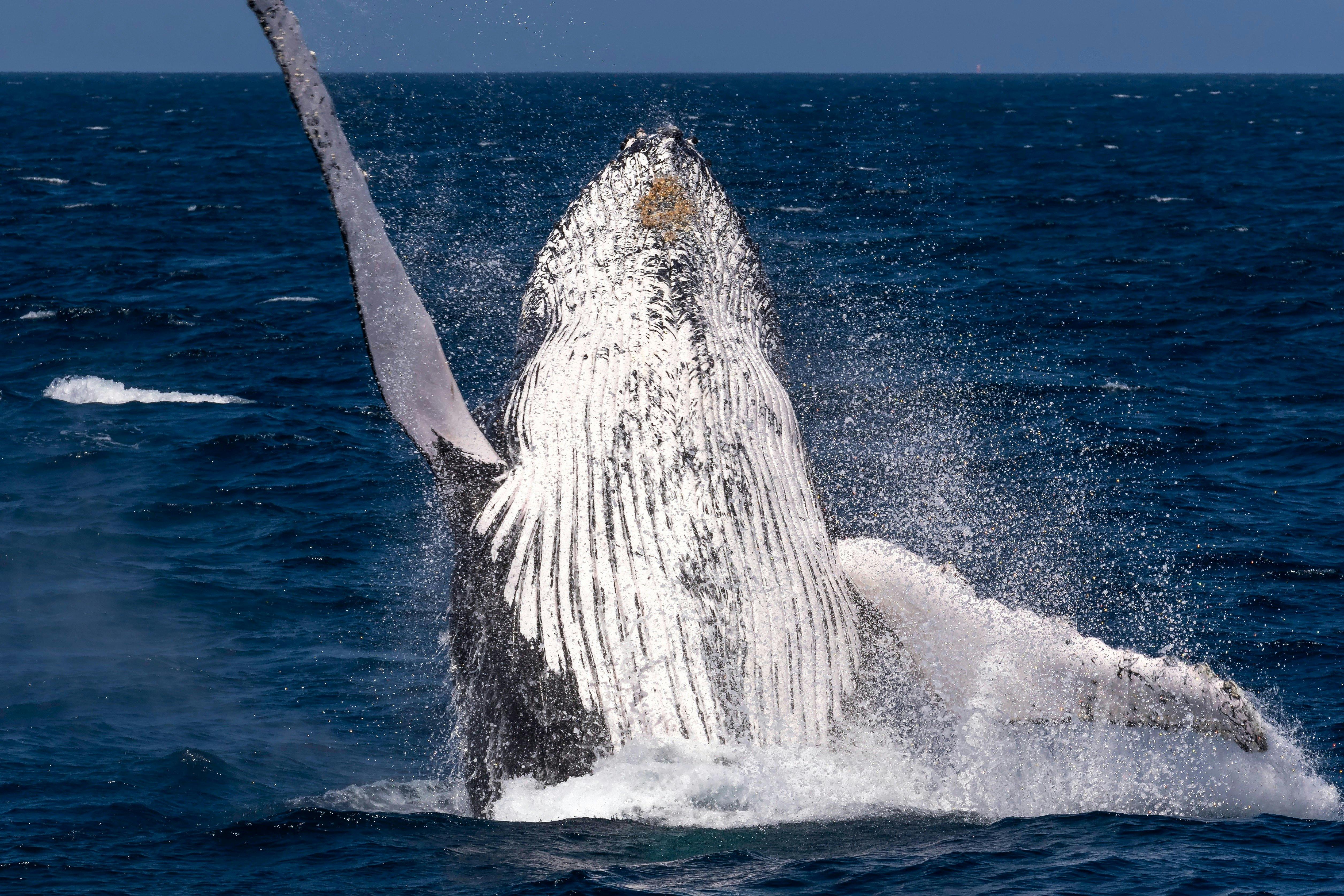 Lady Musgrave Experience | Tours | Queensland