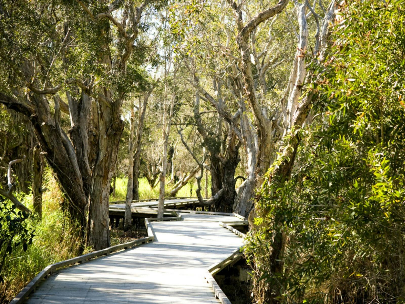 River Walk Eagleby Wetlands | Journeys | Queensland