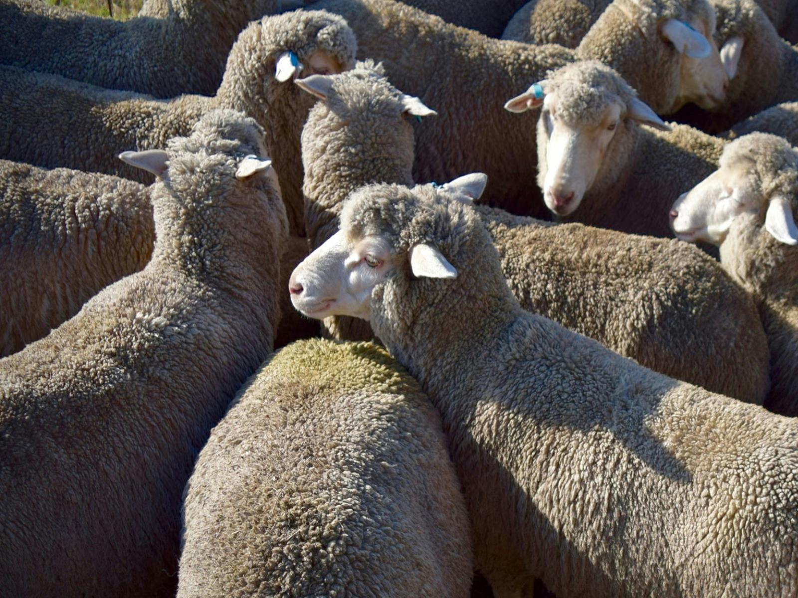 Tocal Farm Tours | NSW Holidays & Accommodation, Things to Do ...