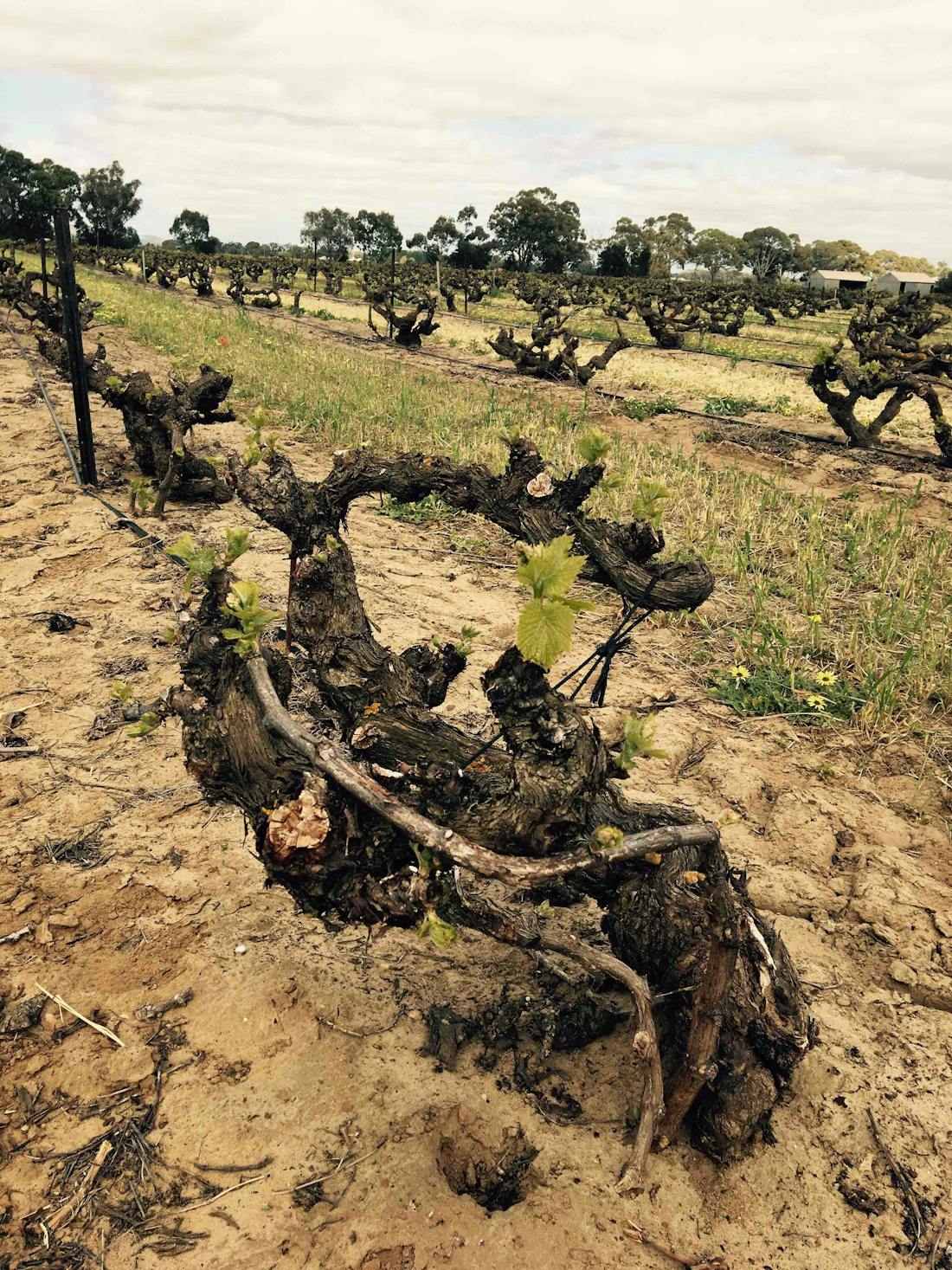 Ancestral Vines & Ancient Wines - Tanunda, Tour Service | South A...