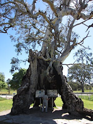 The Herbig Family Tree - Springton, Attraction | South Australia