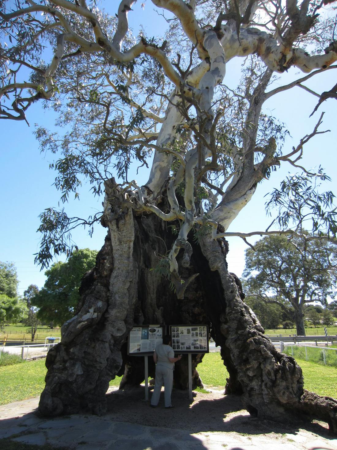 The Herbig Family Tree - Springton, Attraction | South Australia