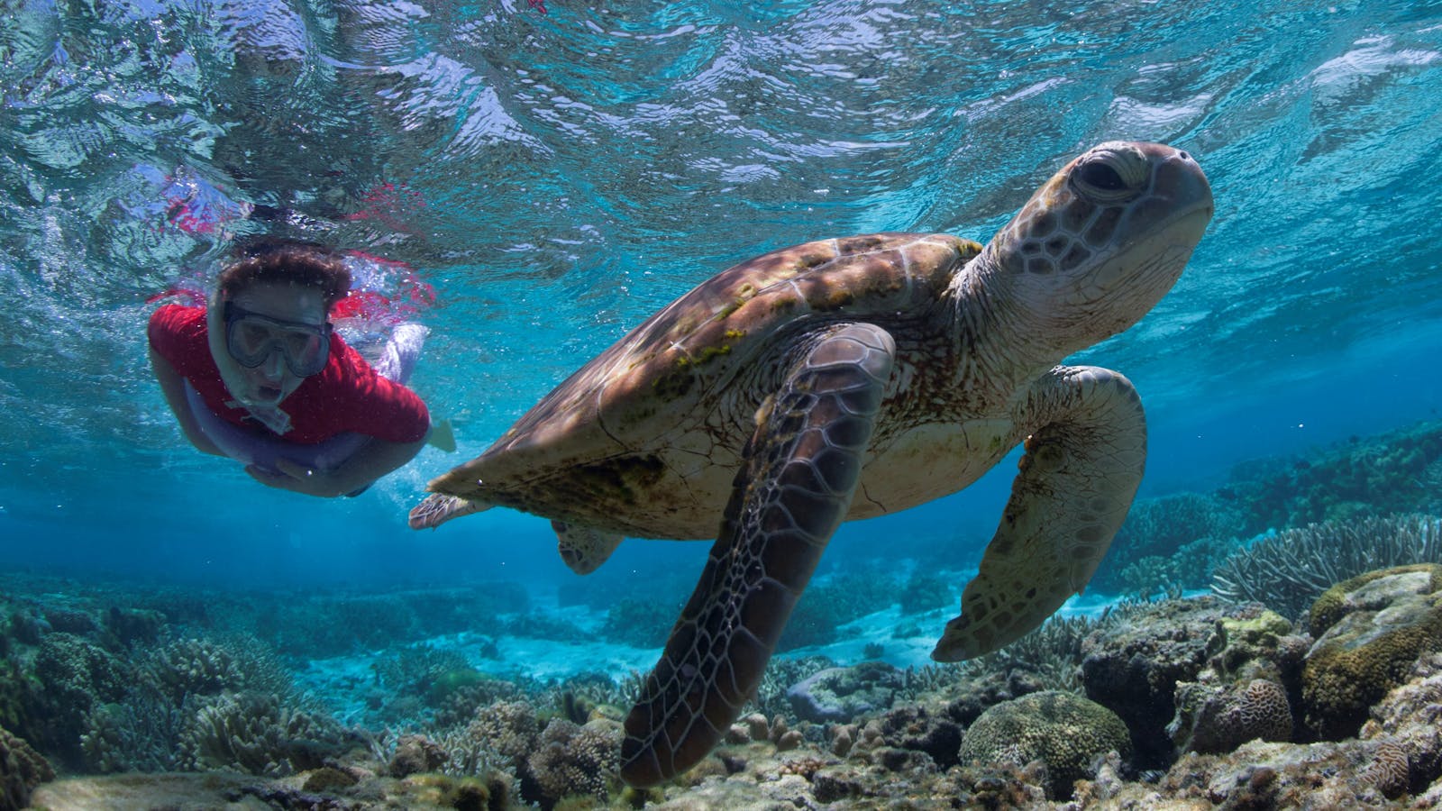 Great Barrier Reef Day Trip to Lady Elliot Island - Hervey Bay ...