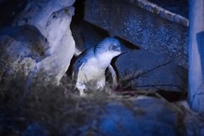 Penneshaw Penguin Centre • Kangaroo Island, South Australia
