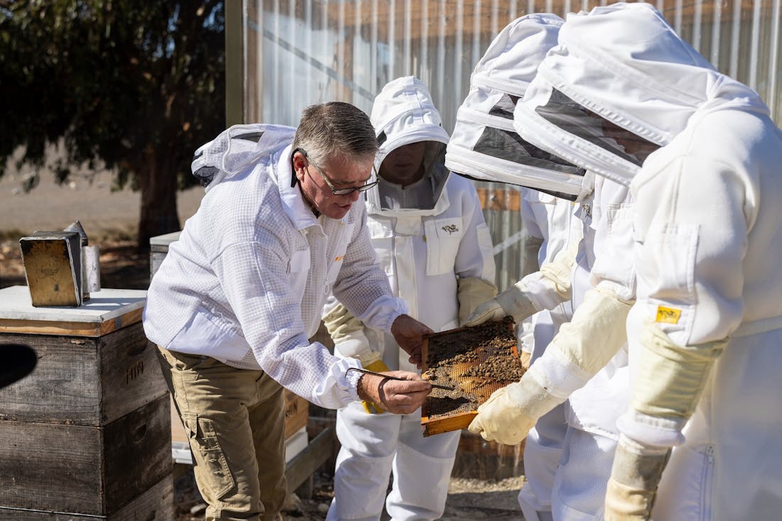 Beekeeping Experience, Tour Service | South Australia
