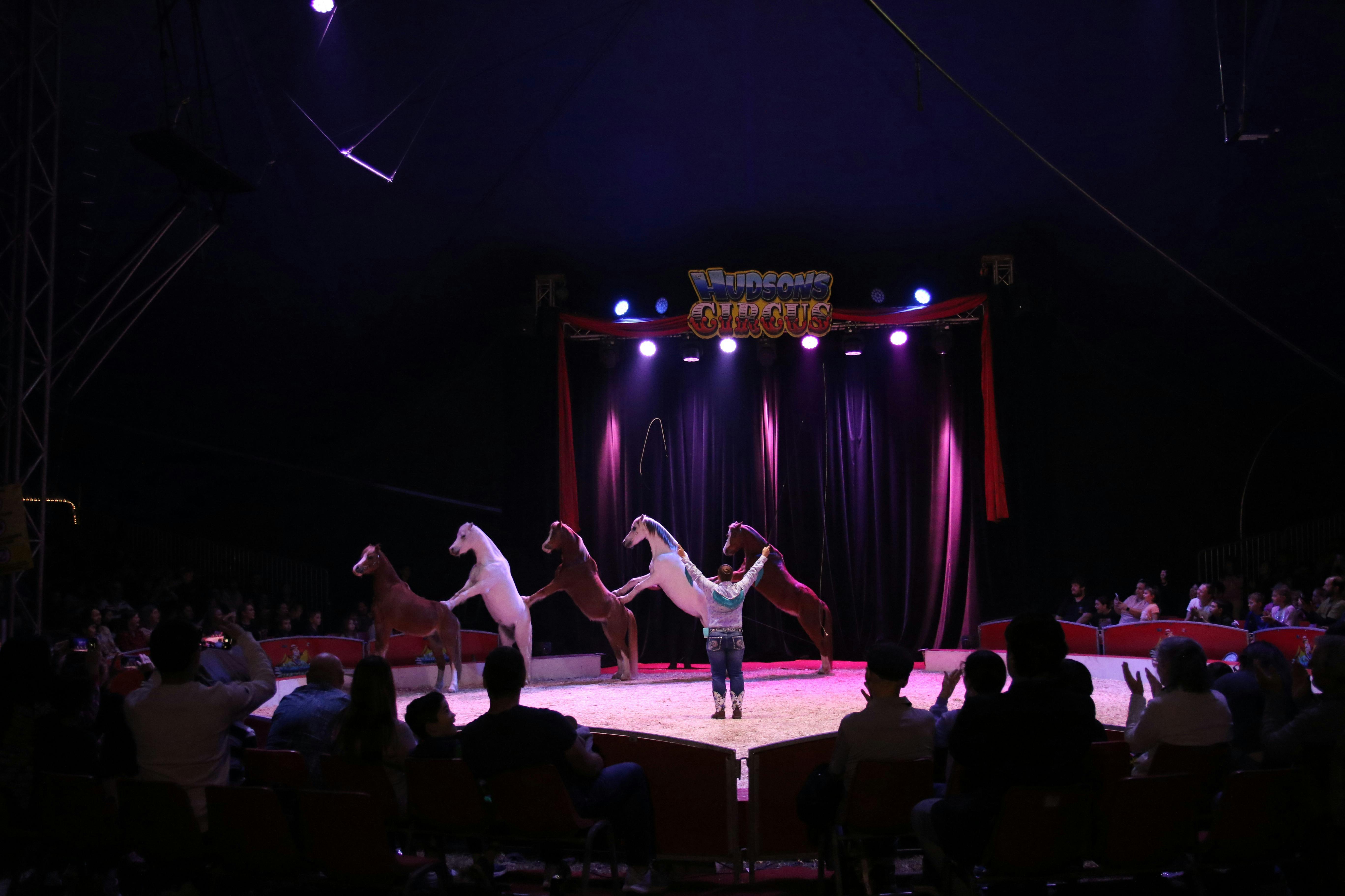 Hudsons Circus - North Lakes