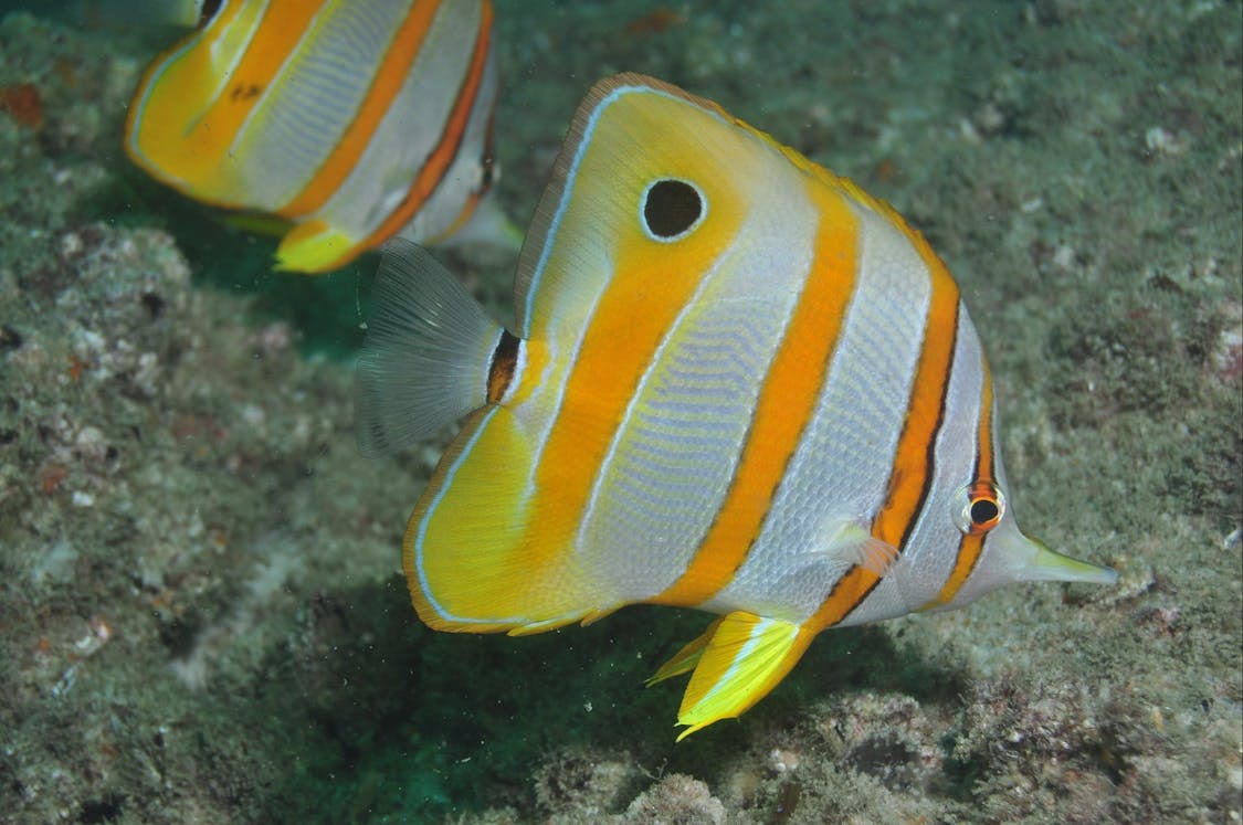 RMS Quetta | Cairns & Great Barrier Reef