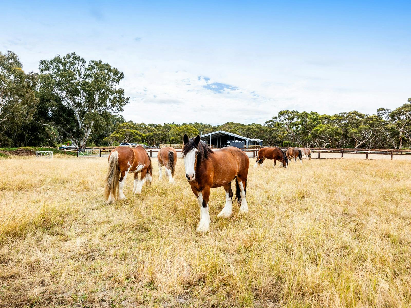 The Stables of the Victor Harbor Horse Tram - Victor Harbor, Attr...