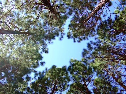 Kuitpo Forest - Kuitpo, Attraction