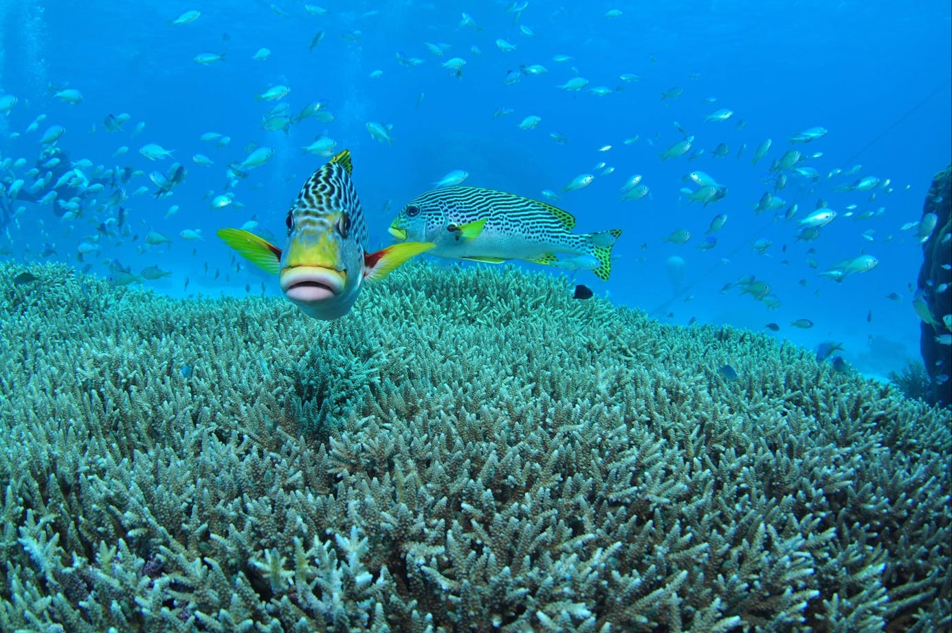 Wreck Bay Dive Site | Cairns & Great Barrier Reef