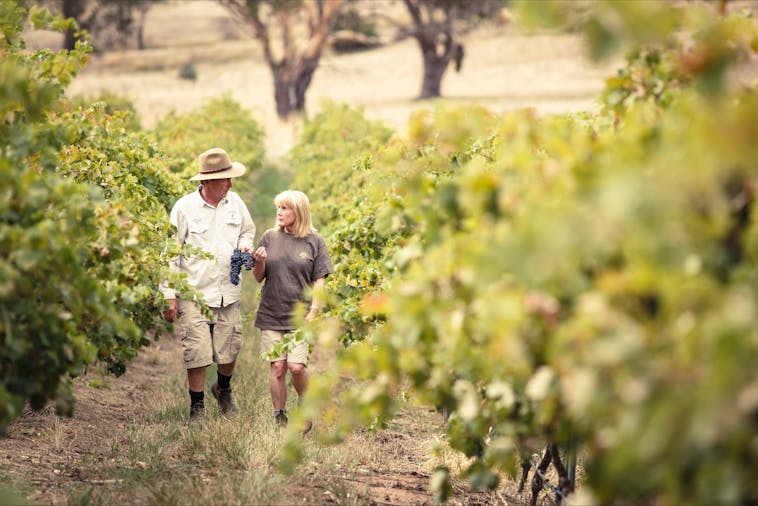 Lambert Estate Wines - Angaston, Food and Drink | SA Tourism