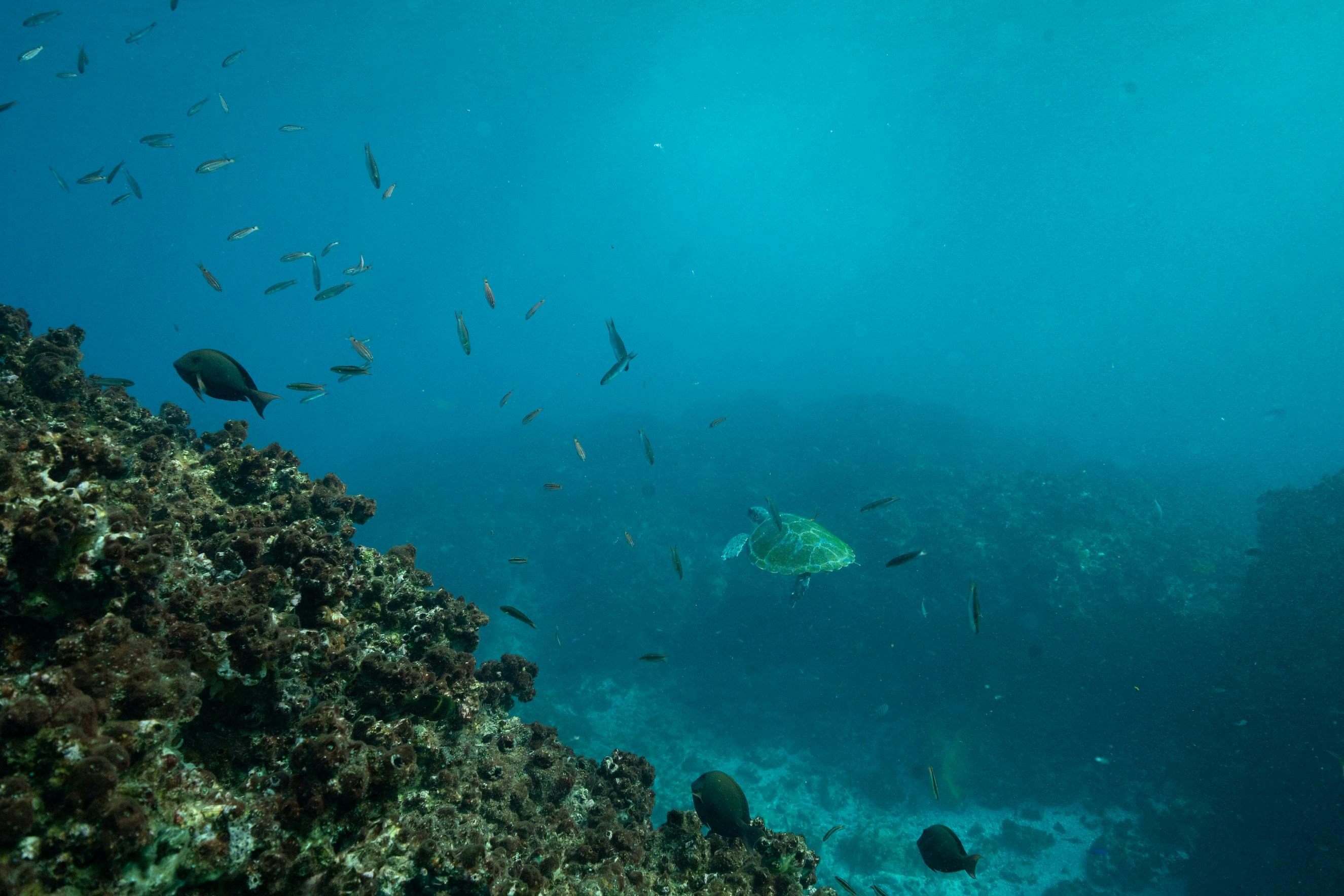 Julian Rocks Snorkeling Tour | NSW Holidays & Accommodation, Things to ...